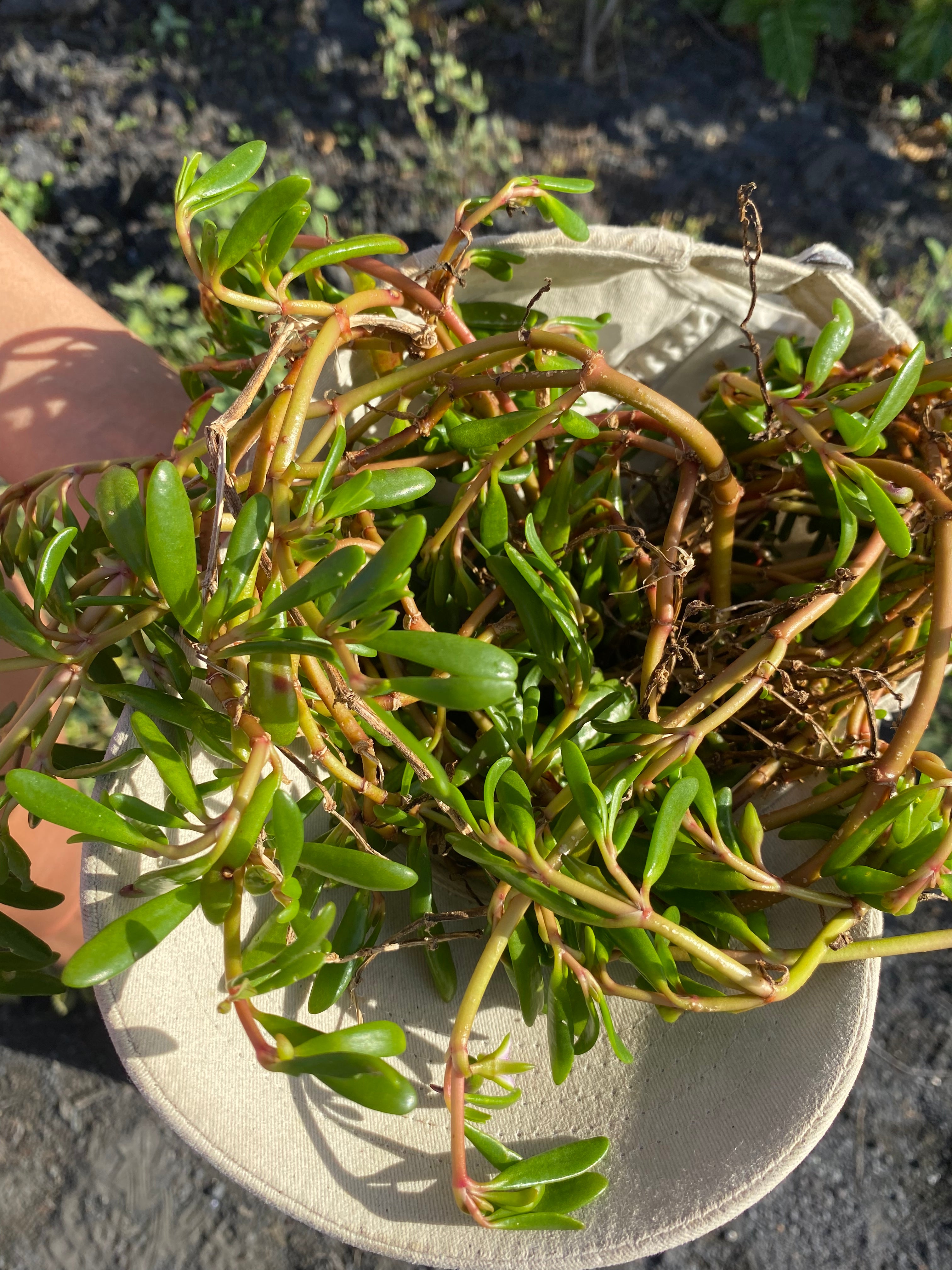 Handcrafted Hawaiian Fruit Vinegar – Sour Flower Vinegar